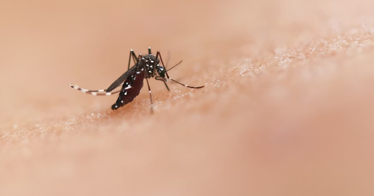 What are Dengue Symptoms and When to See a Doctor? - Usman Memorial ...